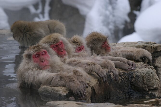 Snow Monkey Park and Miso Production Tour Bullet Train From Tokyo - Shinkansen Travel Details