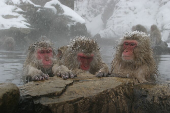 Snow Monkey Park and Miso Production Tour Bullet Train From Tokyo - Physical Requirements and Recommendations