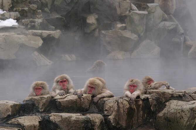 Snow Monkey Park & Miso Production Day Tour From Nagano - Itinerary and Activities