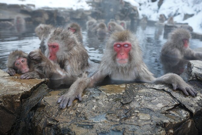 Snow Monkey Park & Miso Production Day Tour From Nagano - Meeting and End Points
