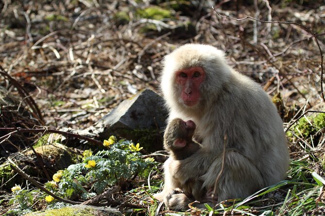 Snow Monkey Park & Miso Production Day Tour From Nagano - Common Questions