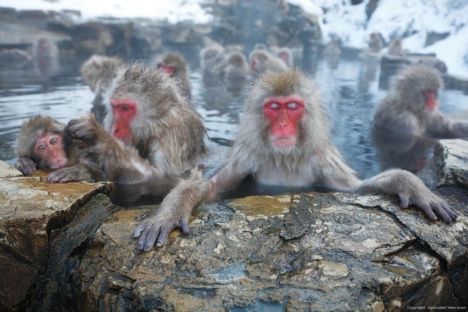 Snow Monkey Park Tour, From/To Tokyo, 2-12 Guests - Activities Included
