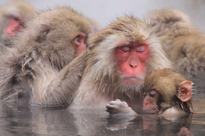 Snow Monkey Park Tour, From/To Tokyo, 2-12 Guests - Accessibility and Additional Information