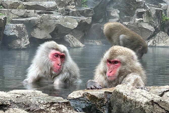 Snow Monkey Park Tour, From/To Tokyo, 2-12 Guests - Getting There