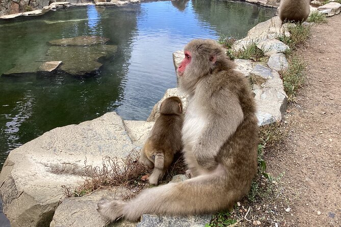 Snow Monkey Park Tour, From/To Tokyo, 2-12 Guests - Common Questions