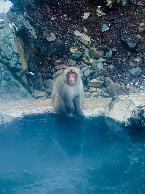 Snow Monkey Park & Zenko-ji Temple Nagano One Day Tour - Key Points