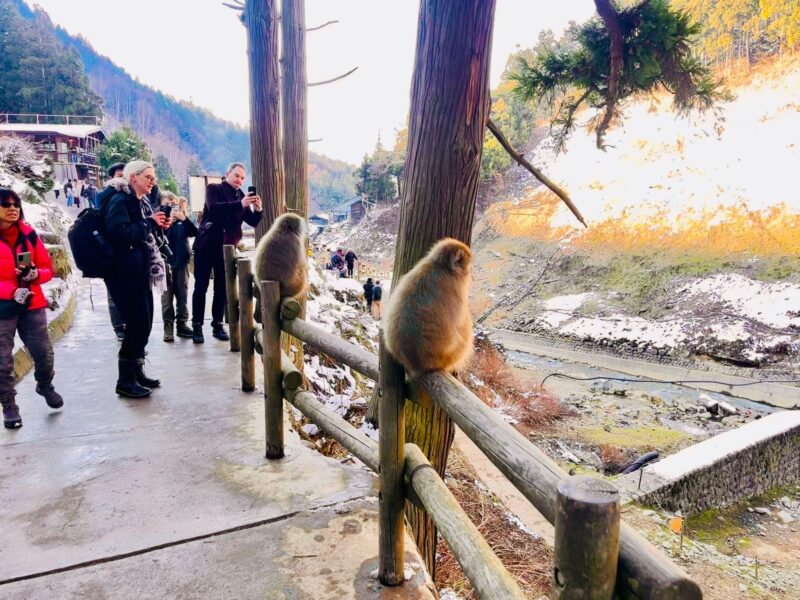Snow Monkey Park & Zenko-ji Temple Nagano One Day Tour - Frequently Asked Questions