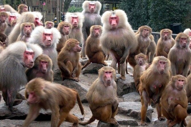 Snow Monkey Park & Zenkoji Temple Nagano Pvt. Full Day Tour. - Inclusions and Exclusions