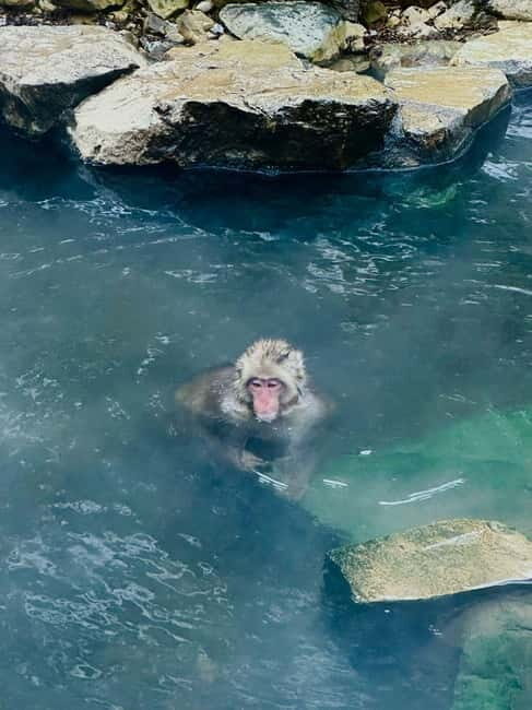 Snow Monkey Park & Zenkoji Temple One Day Private Tour - An In-Depth Look at the Tour Experience