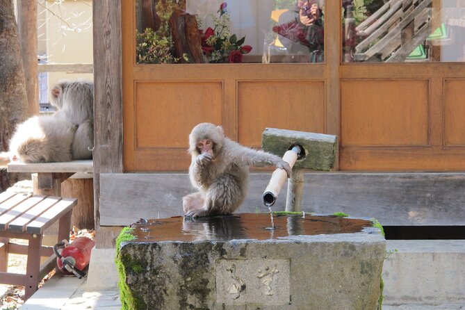 Snow Monkey & Shibu Onsen Afternoon Group Tour (Iiyama & Nozawa) - Meeting and Return Details