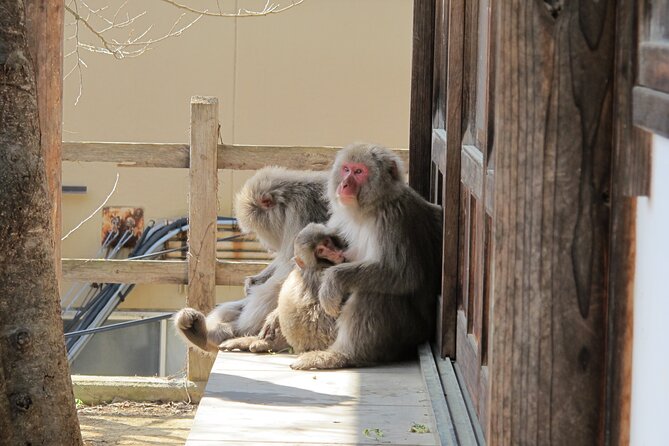 Snow Monkey & Shibu Onsen Afternoon Group Tour (Iiyama & Nozawa) - Tips for a Memorable Experience