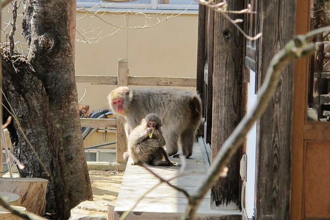 Snow Monkey & Shibu Onsen Private Tour (Nagano, Nozawa, Myoko) - Participant Guidelines