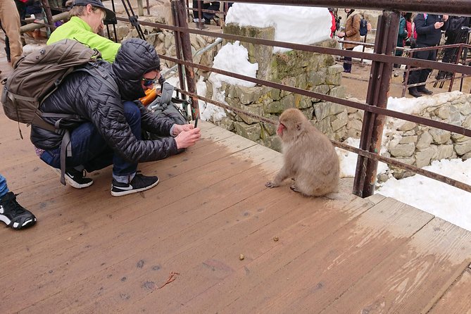 Snow Monkey, Shiga Kogen Roman Museum With Lunch Buffet - Key Points