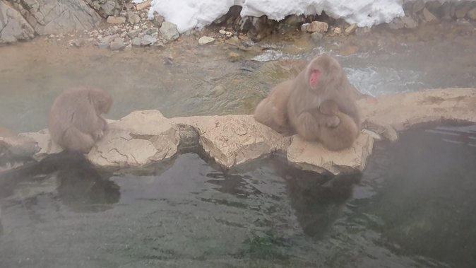 Snow Monkey, Shiga Kogen Roman Museum With Lunch Buffet - Tour Highlights