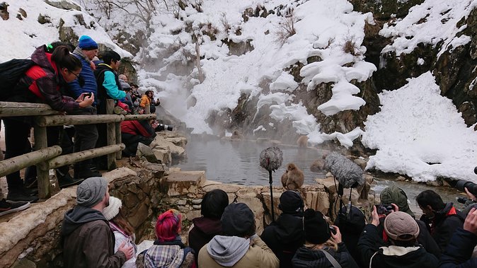 Snow Monkey, Shiga Kogen Roman Museum With Lunch Buffet - Traveler Reviews
