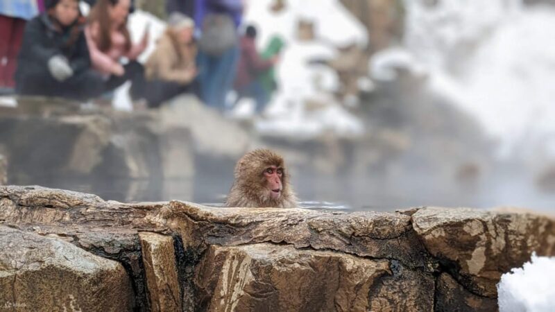 Snow Monkeys, Nagano, Zenkoji Temple & Sake Day Trip - Meeting and Departure Information