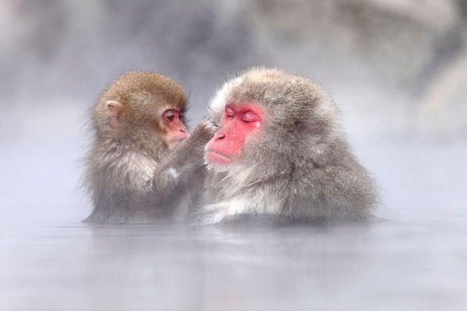 Snow Monkeys Park Tour And  Ebisu-Ko Fireworks Fest in Nagano - Key Points