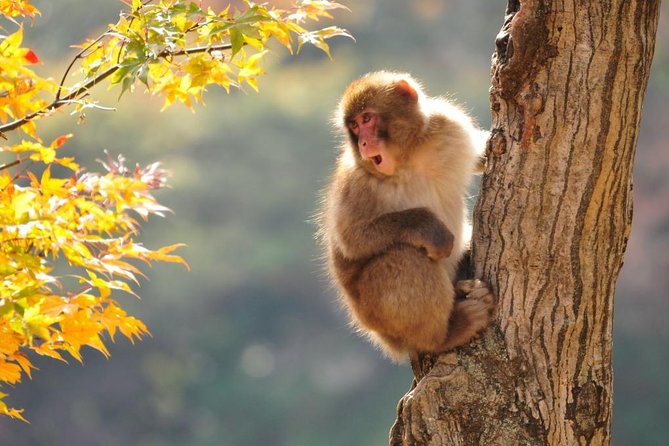 Snow Monkeys Park Tour And  Ebisu-Ko Fireworks Fest in Nagano - Traveler Reviews and Additional Information
