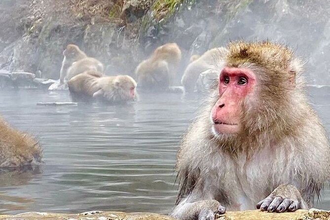 Snow Monkeys Sake Tasting Zenko-ji and Monzen Terrace Lunch - Transportation Details