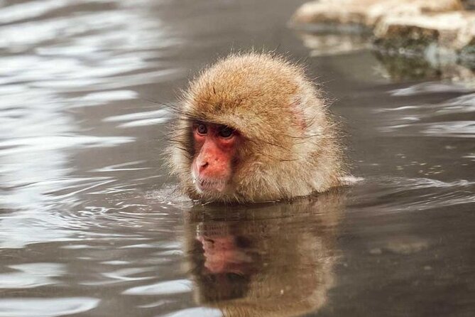 Snow Monkeys Sake Tasting Zenko-ji and Monzen Terrace Lunch - Common Questions