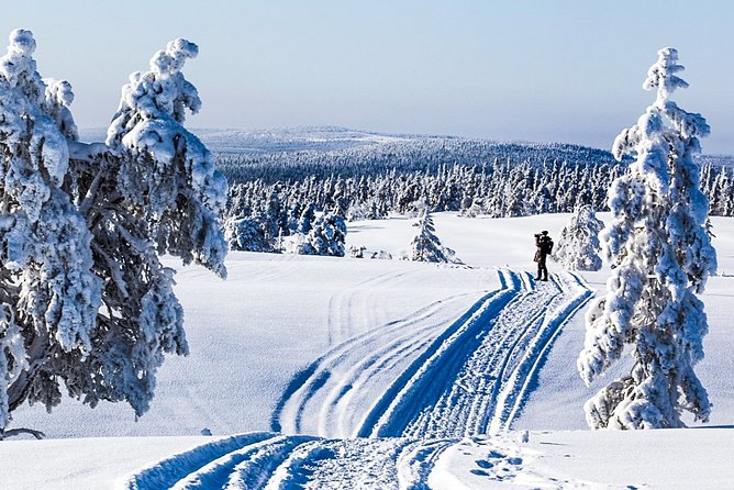 Snowmobile Safari in the Forest - Key Points