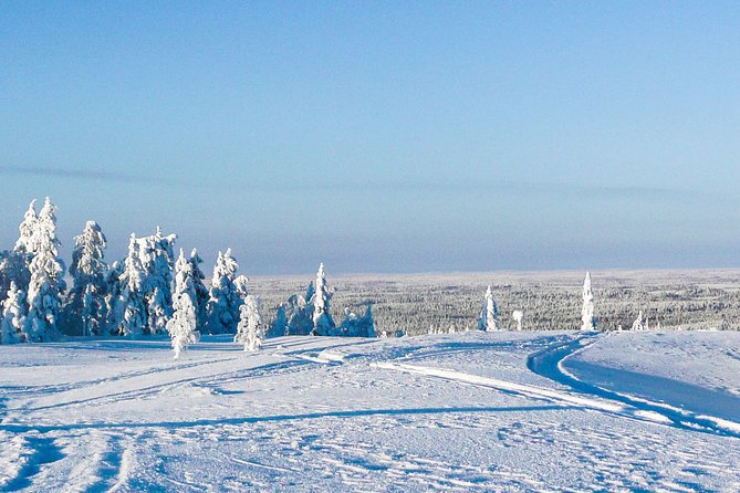 Snowmobile Safari in the Forest - What Travelers Say