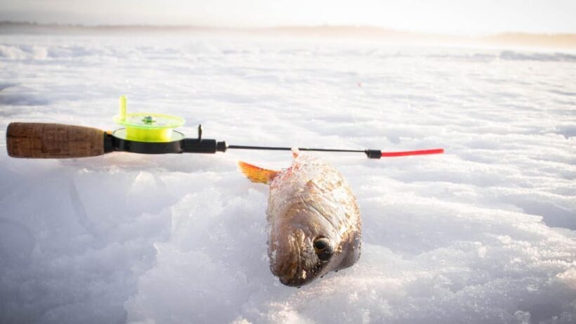 Snowmobile Safari with Ice Fishing Experience - Who Will Love This Tour?