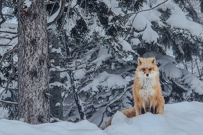 Snowshoe Adventures and Onsen Bliss Winter Escape in Furano - Behind the Scenes: Logistics and Practicalities