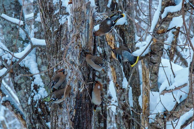 Snowshoe Adventures and Onsen Bliss Winter Escape in Furano - Final Thoughts