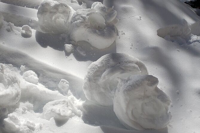 Snowshoe or XC Ski in North Yellowstone (Half Day) - Authentic Experiences and Past Feedback