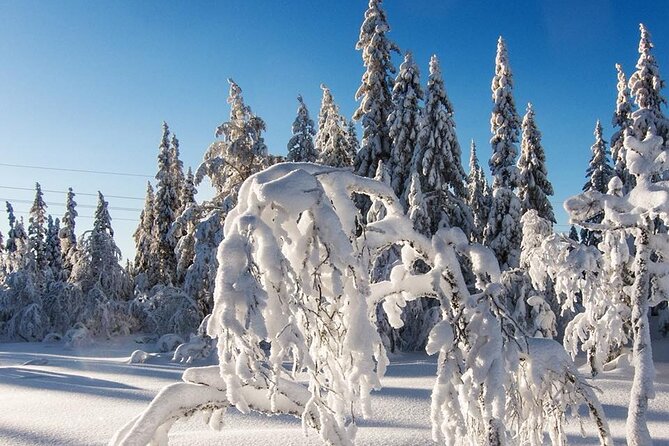 Snowshoe Tour in Winter Wonderland - Oslo - Tour Details and Inclusions