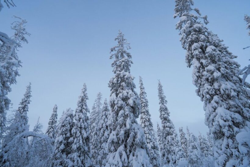 Snowshoeing in the Frozen Forest - An In-Depth Look at the Snowshoeing Adventure