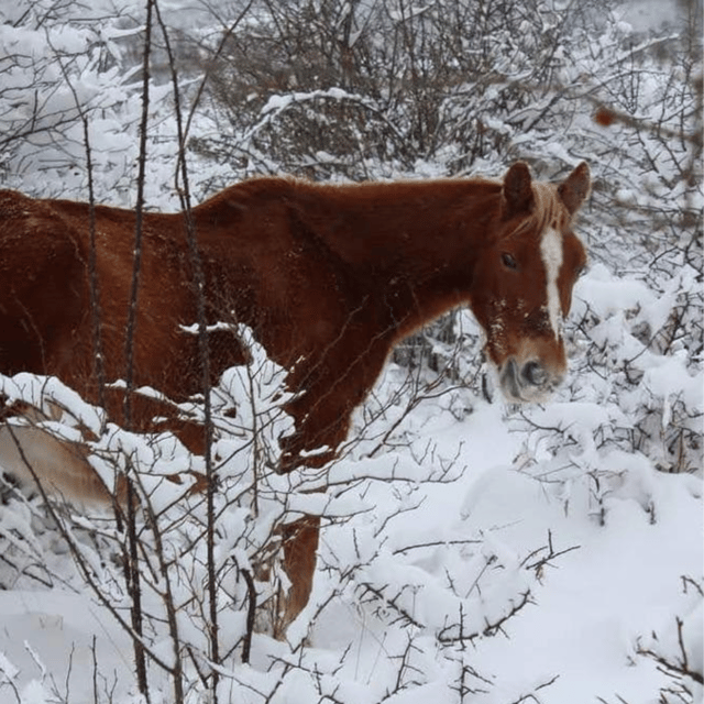 Snowshoeing in the Pollino National Park - Key Points
