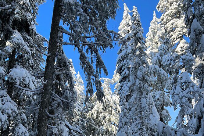 Snowshoeing In Vancouver's Winter Wonderland - Who Would Love This Tour?