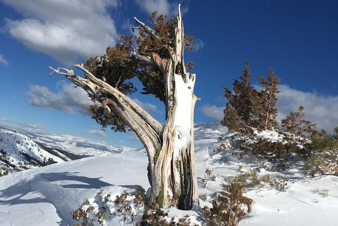 Snowshoeing Nordic from Reno - Who Will Love This Tour?