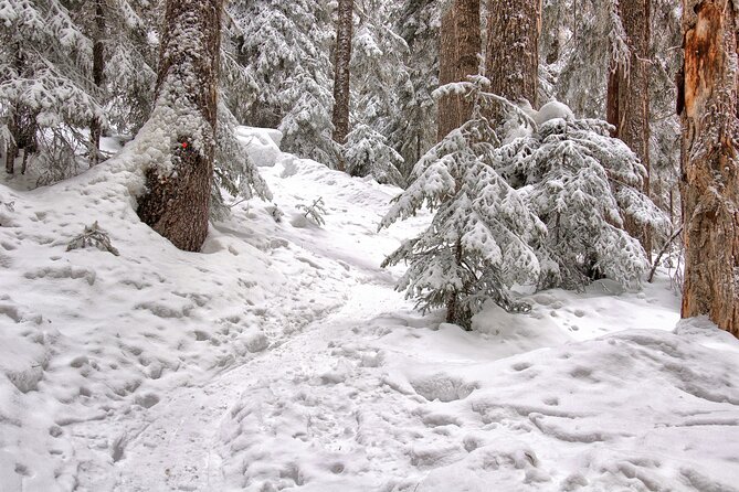 Snowshoeing tour with Wild Lunch - Final Thoughts