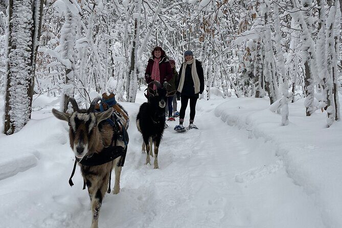 Snowshoeing with mountain goats Private activity - Exploring the Landscape