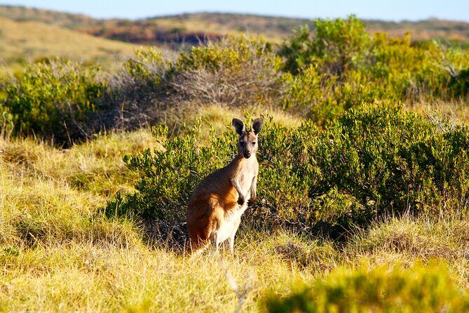 Snowy Mountains NSW Private Tour 3 Days - Pick up & Drop off - FAQ