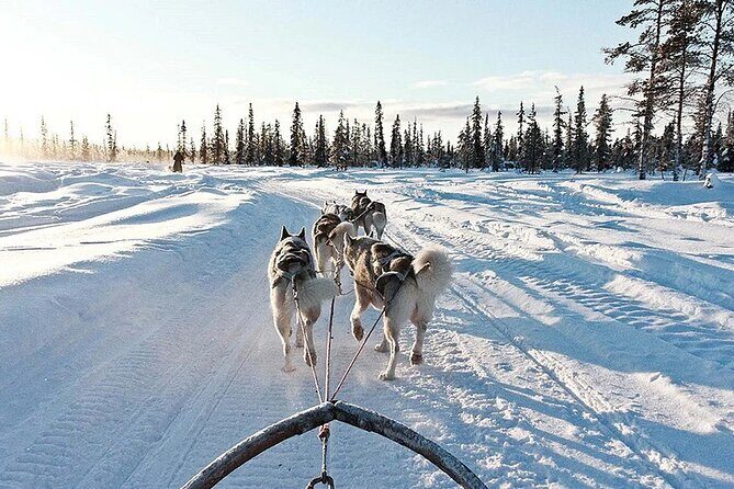 Snowy Trails 10km Husky Safari from Rovaniemi - Reviews in Their Own Words