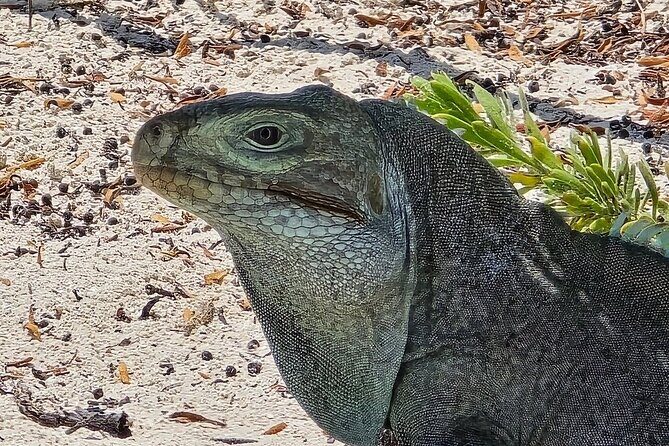 Snuba Adventure at Emerald Reef - An In-Depth Look at the Snuba Adventure at Emerald Reef