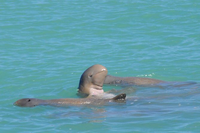 Snubfin Dolphin Eco Cruise from Broome - A Deep Dive into the Experience