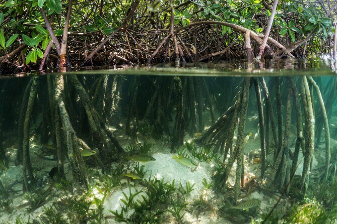 SoCoHo Eco Kayak and Snorkel Tour - The Comforts and Convenience