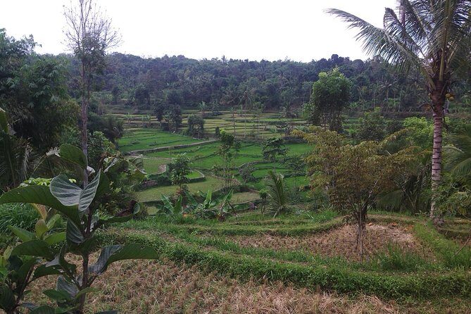 Soft Trekking Tetebatu - FAQ: Your Practical Questions Answered