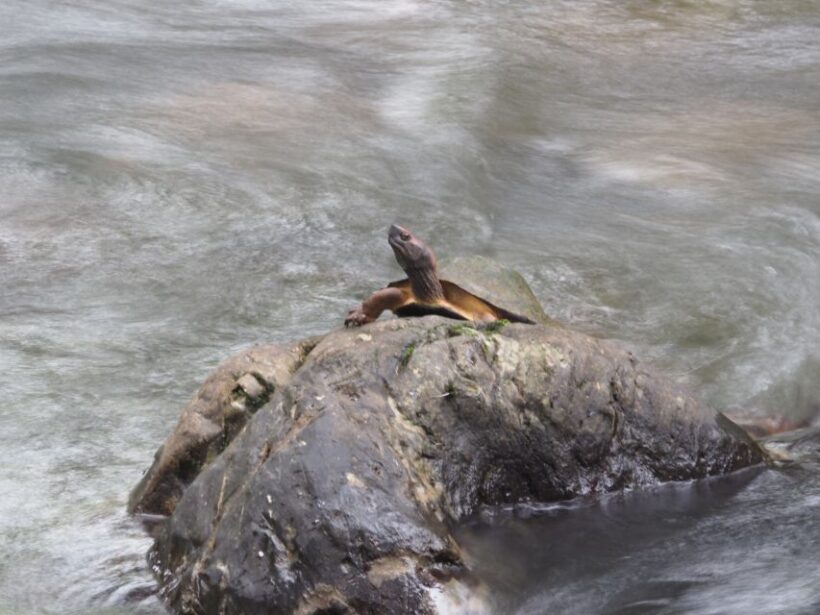 Sok River: Bamboo Raft Ride, Monkey Temple & View Point Tour - Value and Practicality