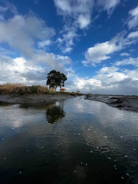 Solar Boat Tour along the Salgado da Ria de Aveiro - Introduction: Discovering the Quiet Beauty of Aveiro’s Ria
