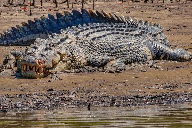 Solar Whisper Daintree River Crocodile and Wildlife Cruise - What Makes This Tour Special?