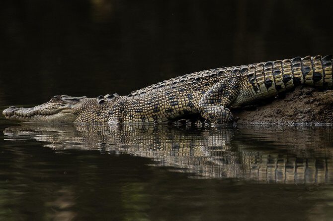 Solar Whisper Daintree River Crocodile and Wildlife Cruise - Value for Money