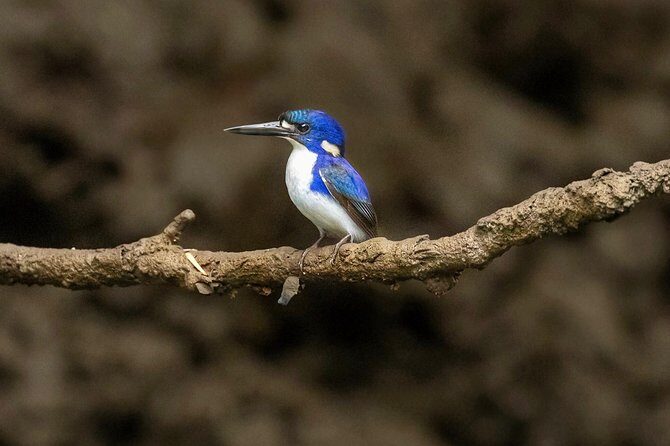 Solar Whisper Daintree River Crocodile and Wildlife Cruise - The Experience Through Real Travelers’ Eyes