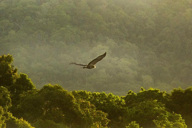 Solar Whisper Daintree River Crocodile and Wildlife Cruise - Practical Details That Matter