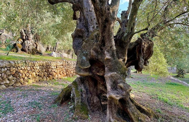 Sóller: Olive Oil Guided Tour and Tasting at Can Det Estate - Final Thoughts